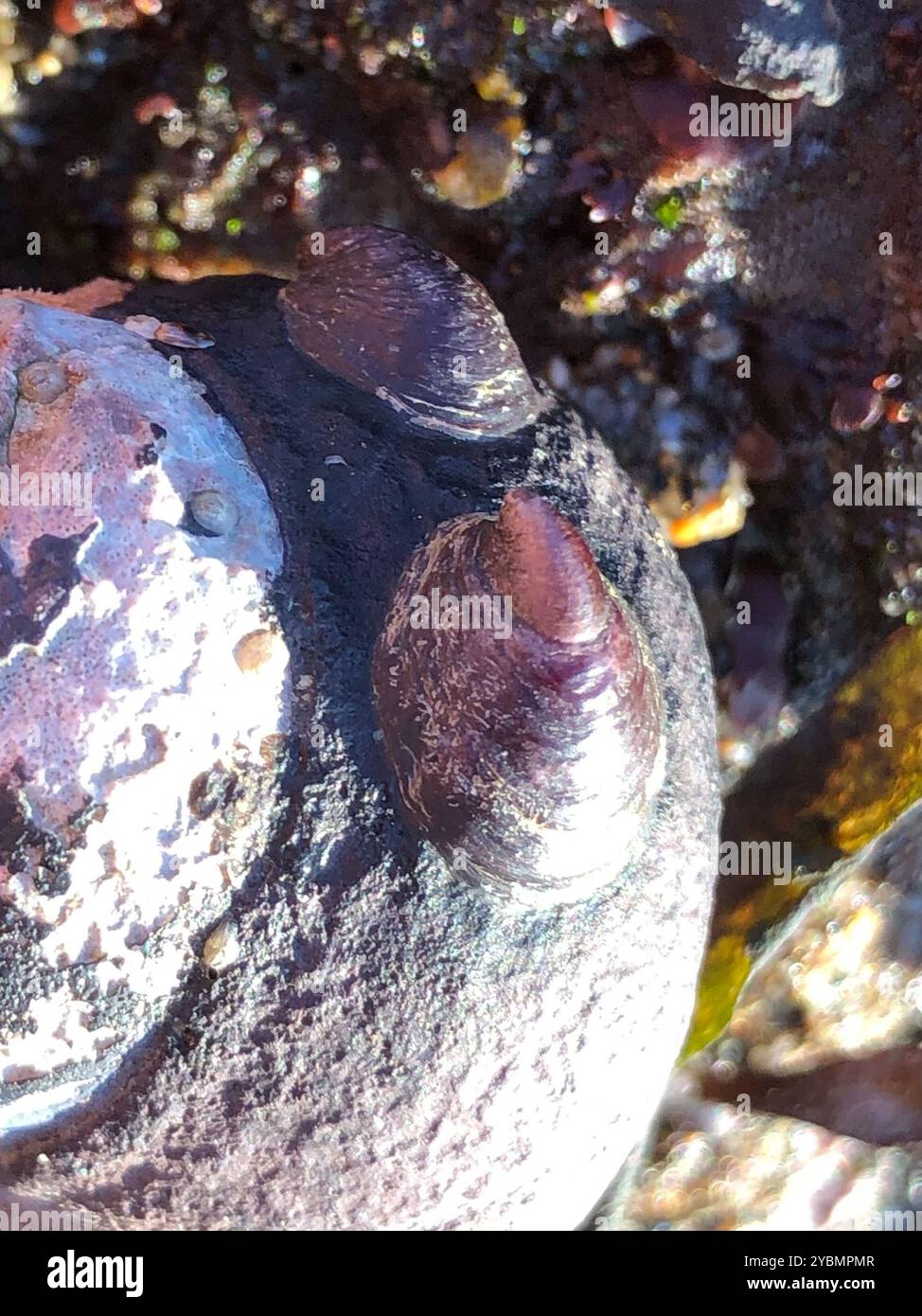 Hooked slippersnail hi-res stock photography and images - Alamy
