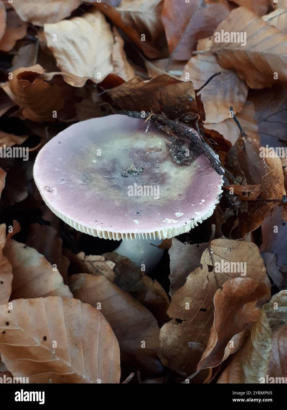 Fragile Brittlegill (Russula fragilis) Fungi Stock Photo - Alamy
