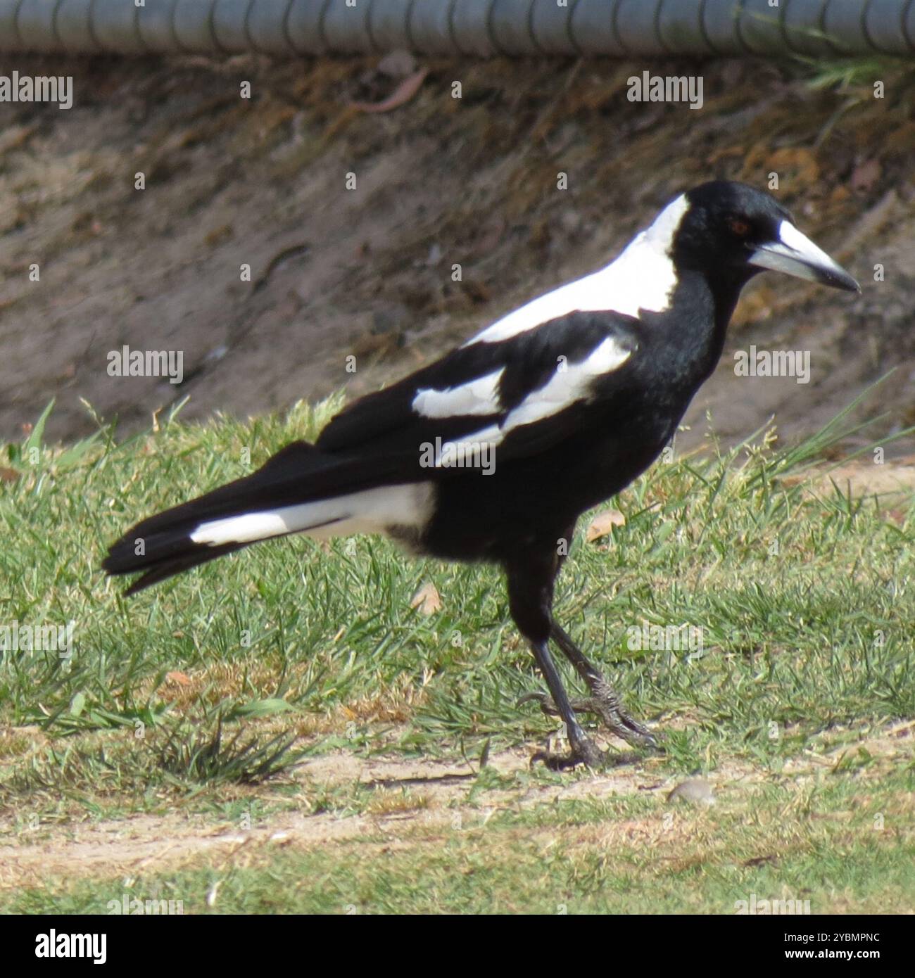 Australian Magpie (Gymnorhina tibicen) Aves Stock Photo - Alamy