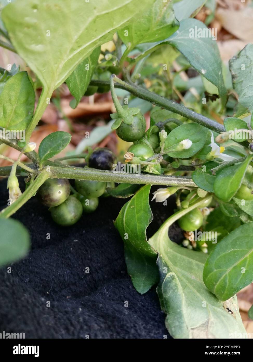 black nightshade (Solanum nigrum) Plantae Stock Photo - Alamy