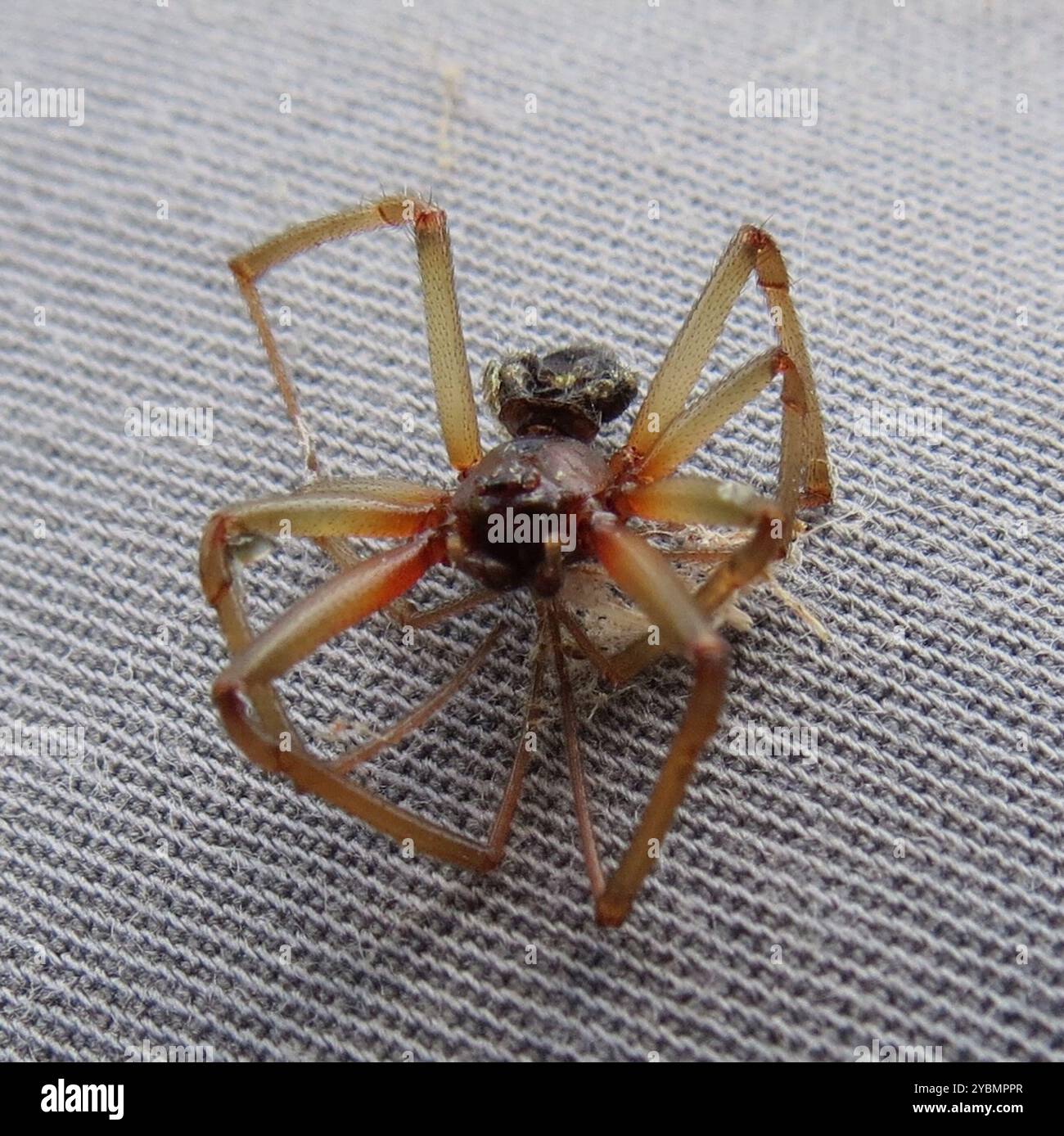 Spiders (Araneae) Arachnida Stock Photo - Alamy