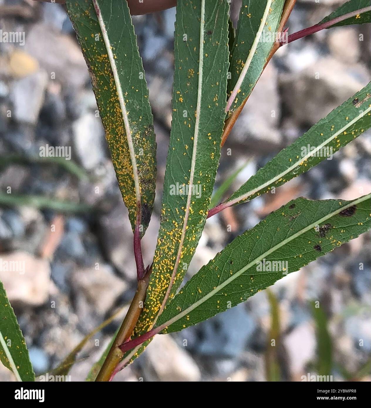 Willow Rust (Melampsora epitea) Fungi Stock Photo - Alamy