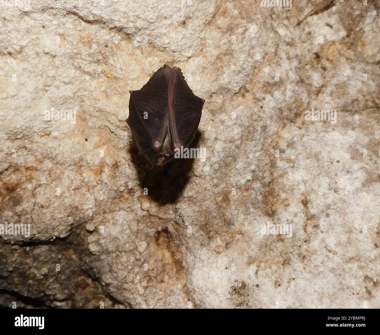 Lesser Horseshoe Bat (Rhinolophus hipposideros) Mammalia Stock Photo ...