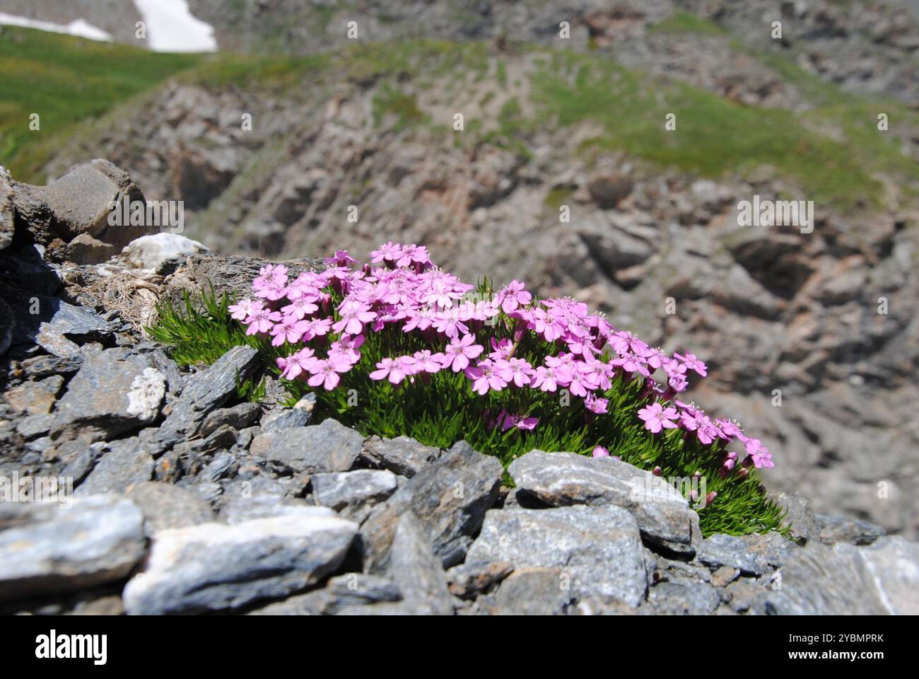 Moss Campion (Silene acaulis) Plantae Stock Photo - Alamy