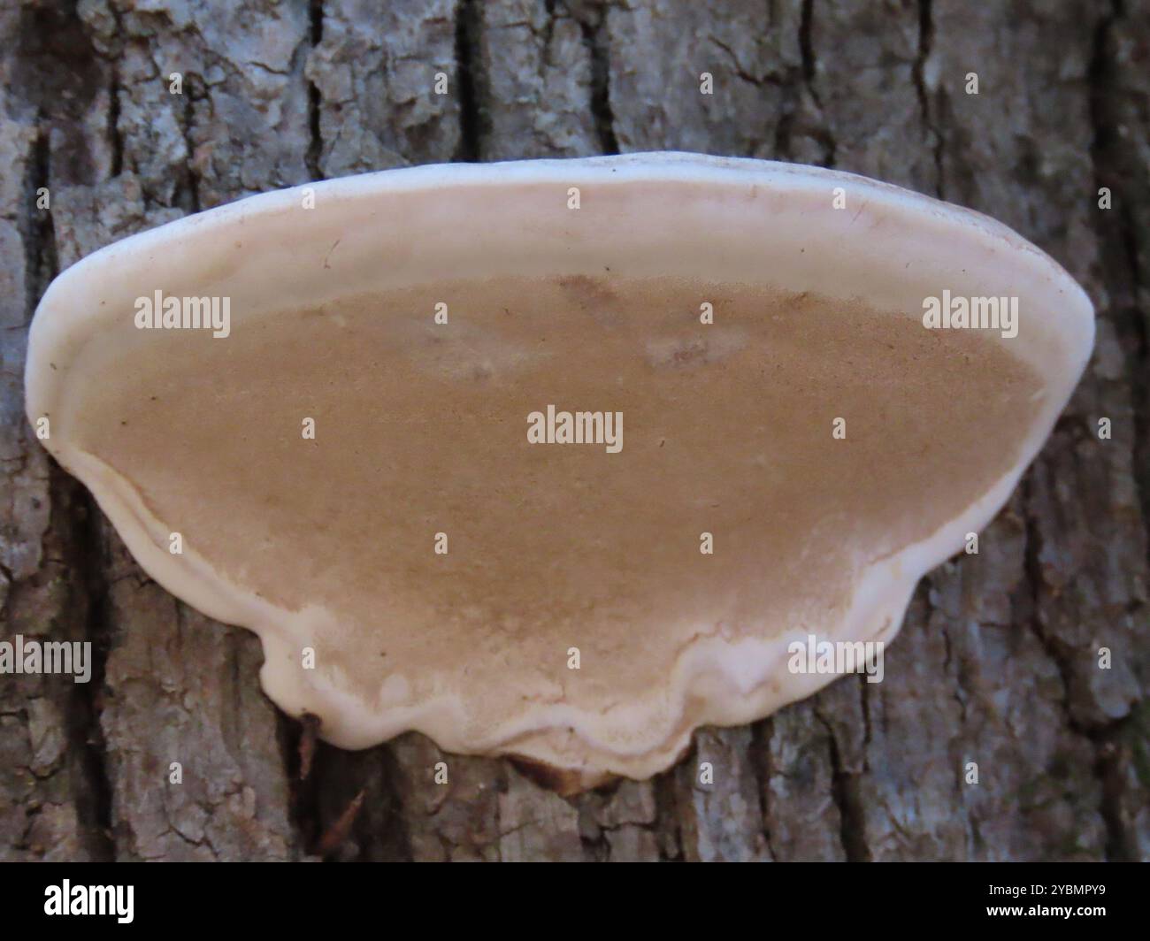 Megaloma hi-res stock photography and images - Alamy