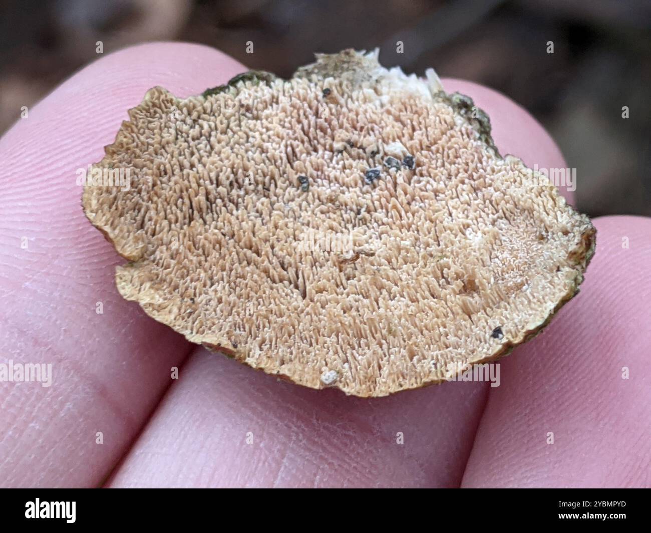 shelf fungi (Polyporales) Fungi Stock Photo - Alamy