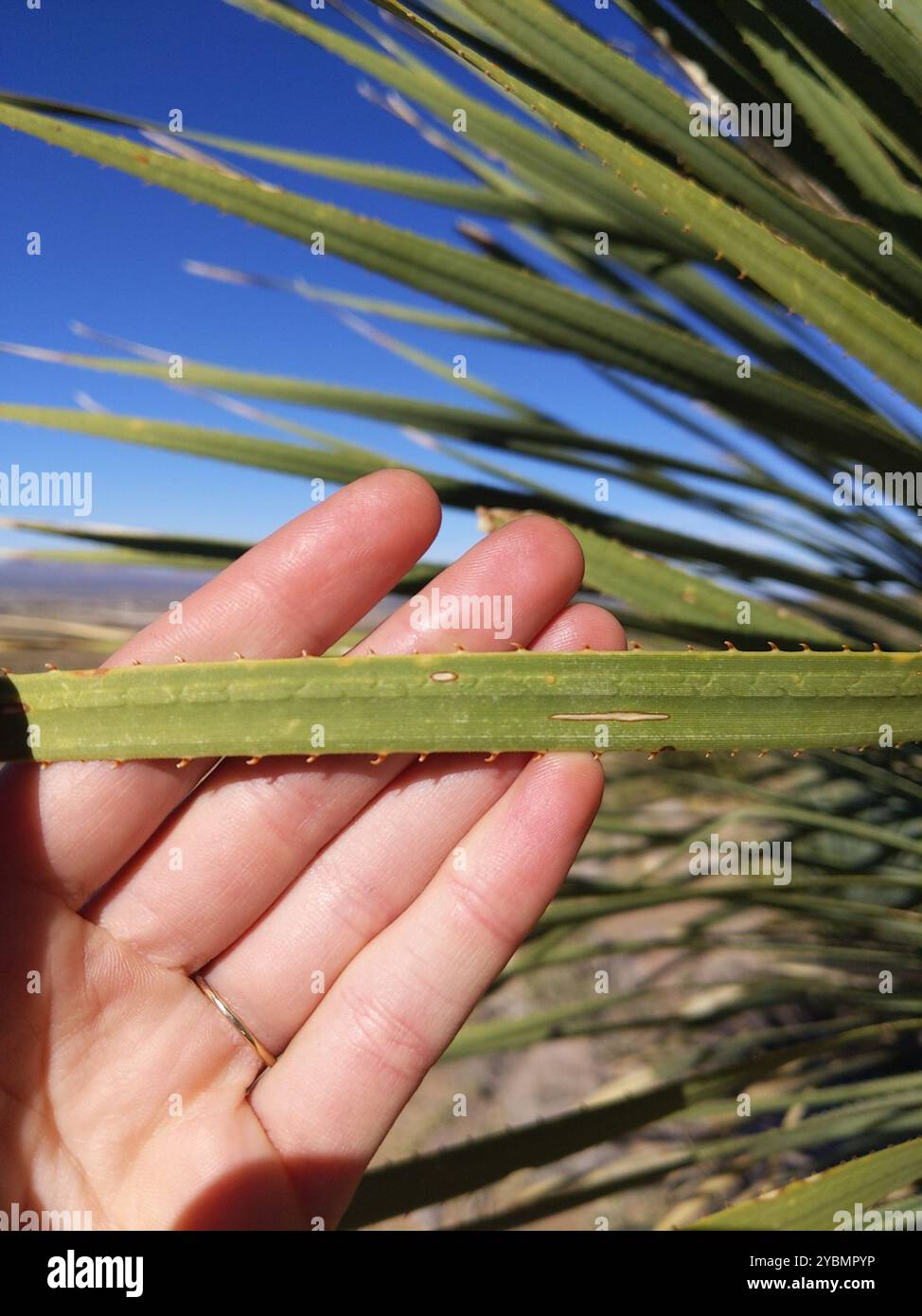 Wheeler sotol (Dasylirion wheeleri) Plantae Stock Photo - Alamy