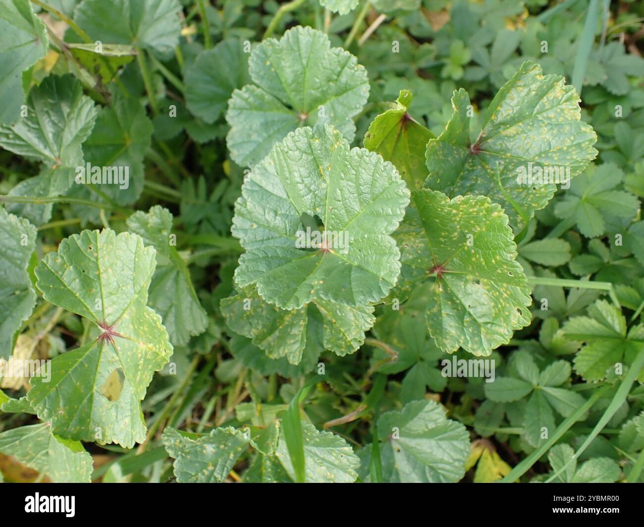 Common Mallow (Malva sylvestris) Plantae Stock Photo - Alamy