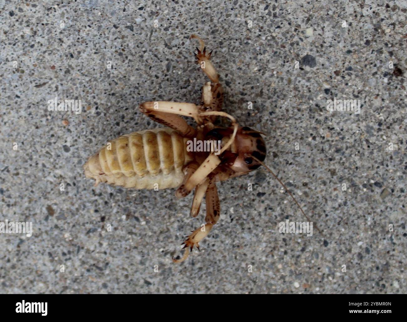 Pictured Jerusalem Cricket (Ammopelmatus pictus) Insecta Stock Photo ...