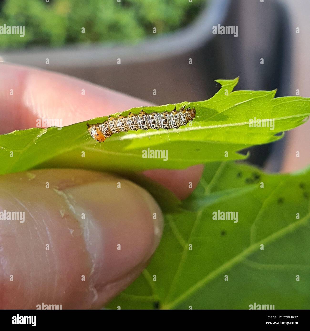 Australian Grapevine Moth (Phalaenoides glycinae) Insecta Stock Photo ...