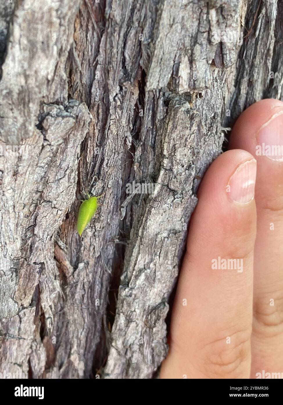 Torpedo Bug (Siphanta acuta) Insecta Stock Photo - Alamy