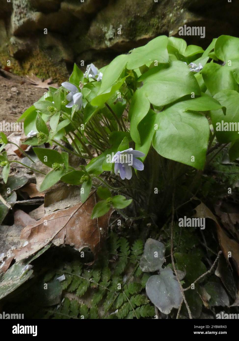 sharp-lobed hepatica (Hepatica acutiloba) Plantae Stock Photo - Alamy