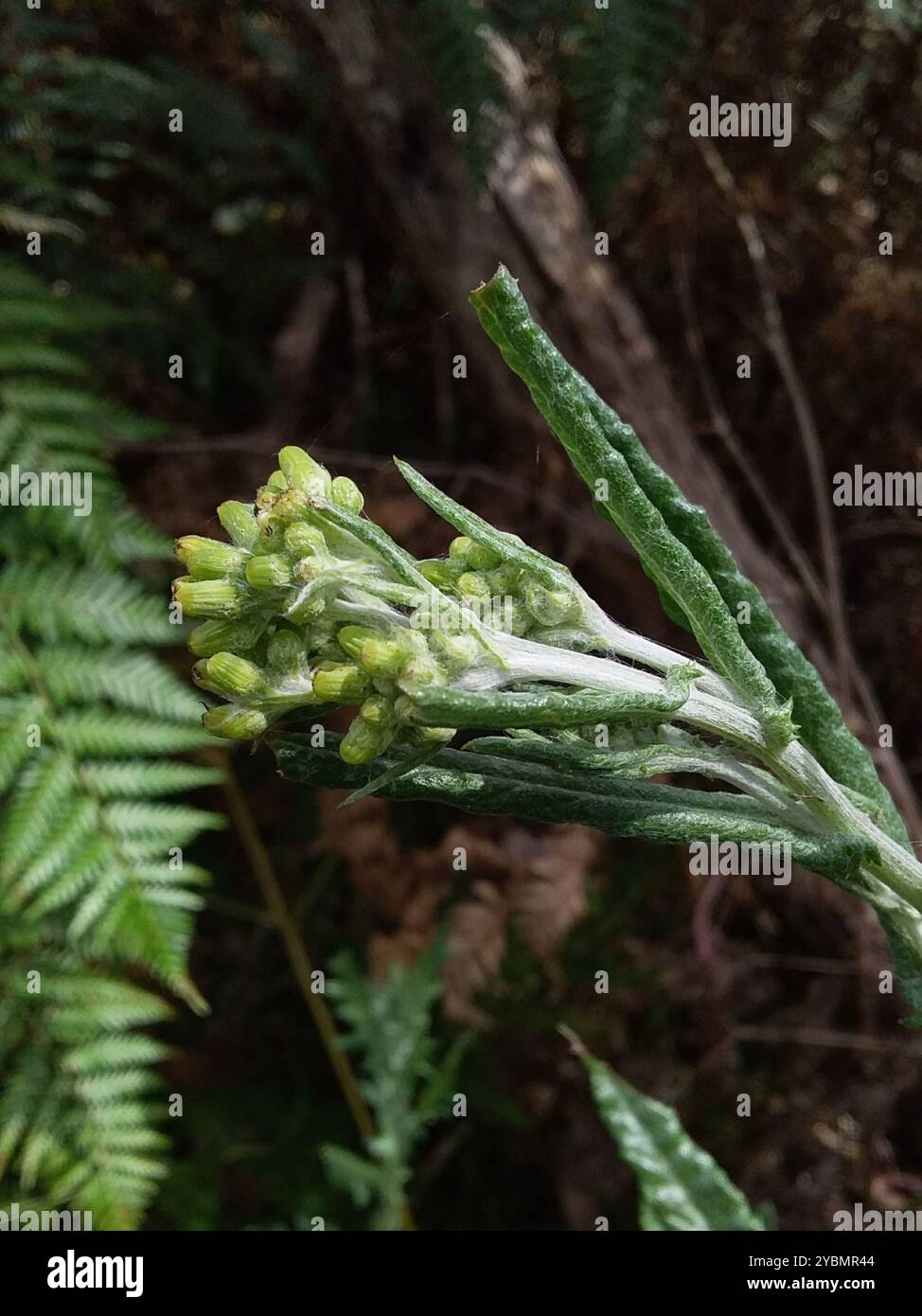 Hill Fireweed (Senecio hispidulus) Plantae Stock Photo - Alamy