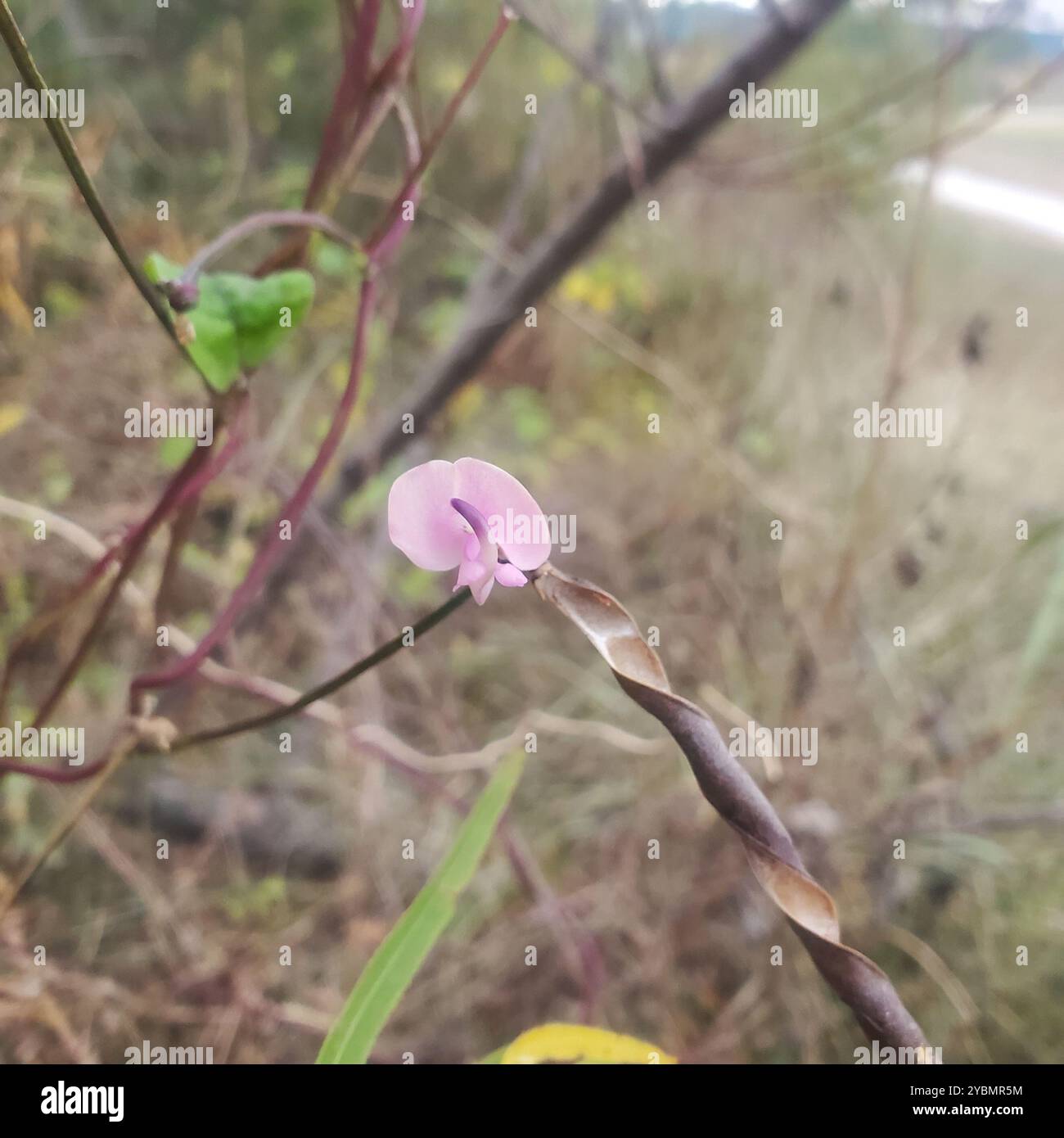 trailing fuzzy-bean (Strophostyles helvola) Plantae Stock Photo - Alamy