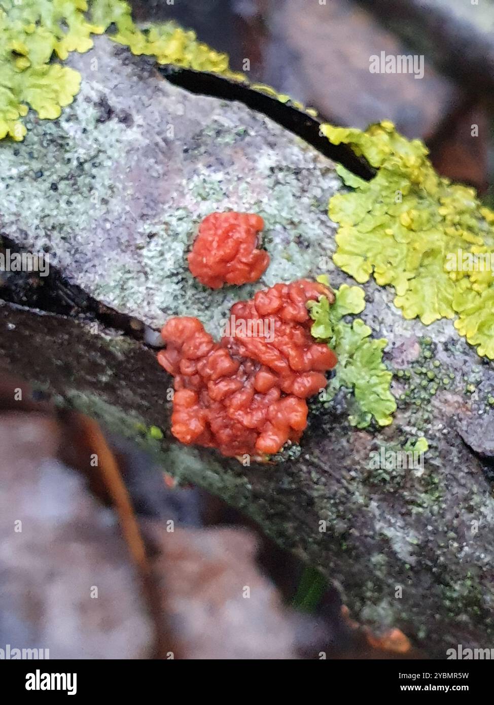 Red Tree Brain Fungus (Peniophora rufa) Fungi Stock Photo - Alamy