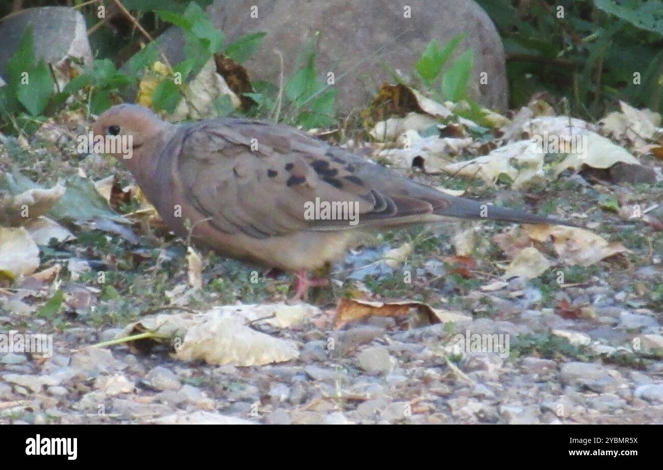 Mourning Dove (Zenaida macroura) Aves Stock Photo - Alamy