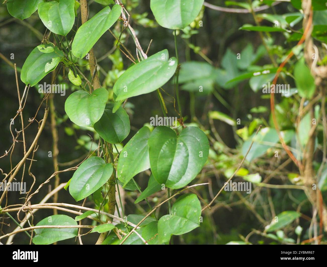 Bearded Smilax (Smilax bracteata) Plantae Stock Photo - Alamy