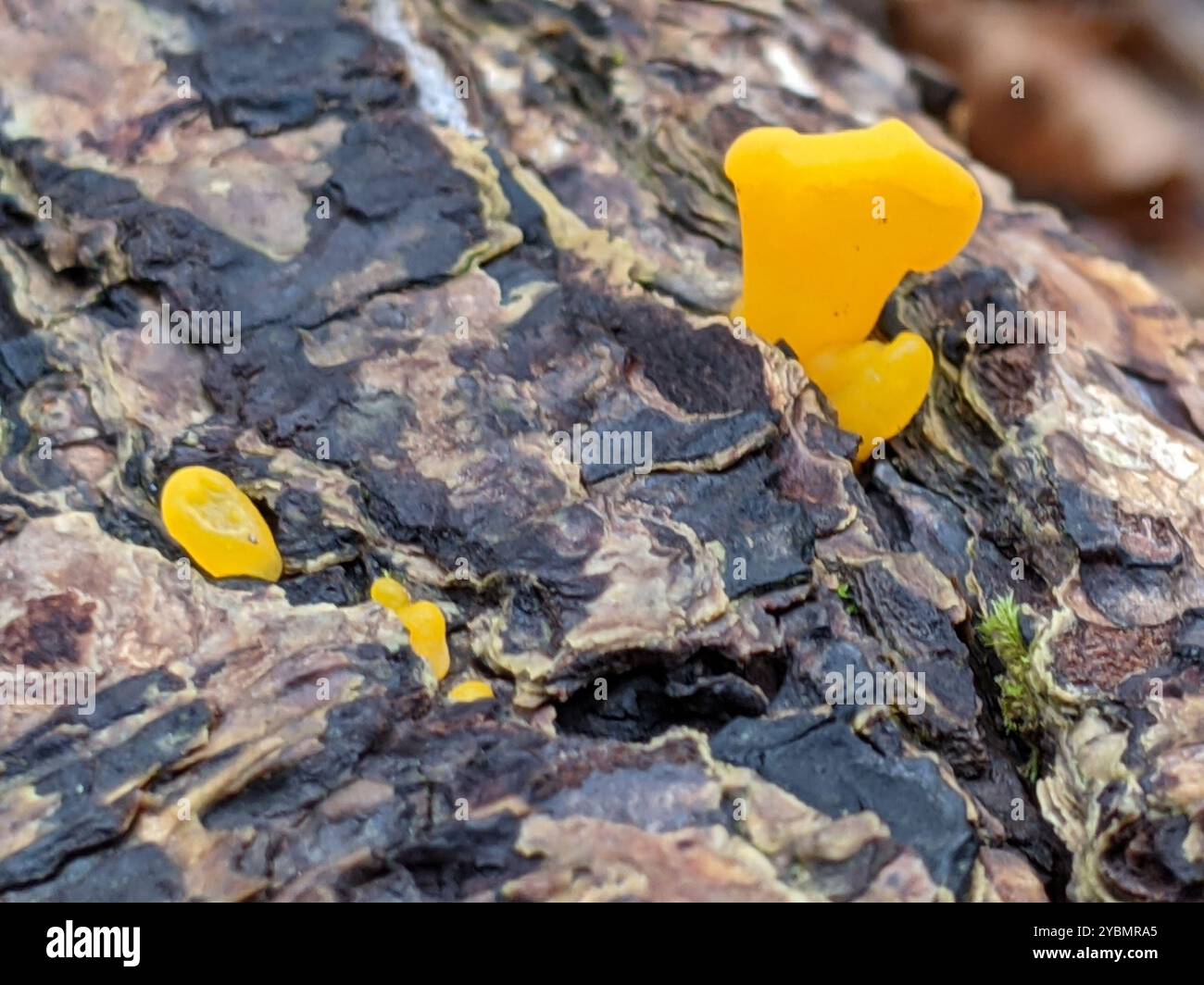 Orange Jelly Spot (Dacrymyces chrysospermus) Fungi Stock Photo - Alamy