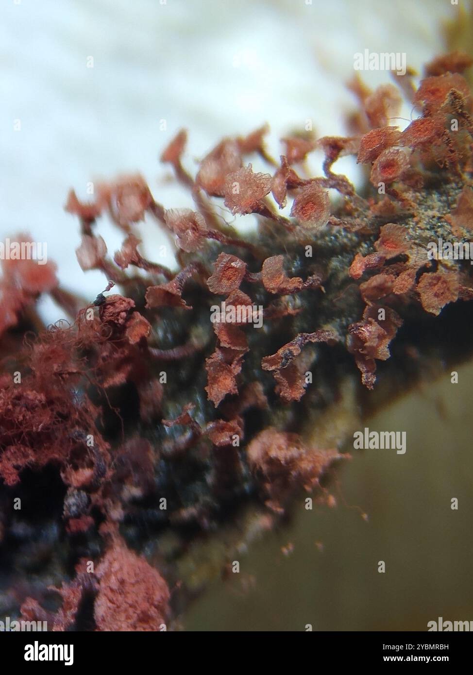 Arcyria affinis hi-res stock photography and images - Alamy