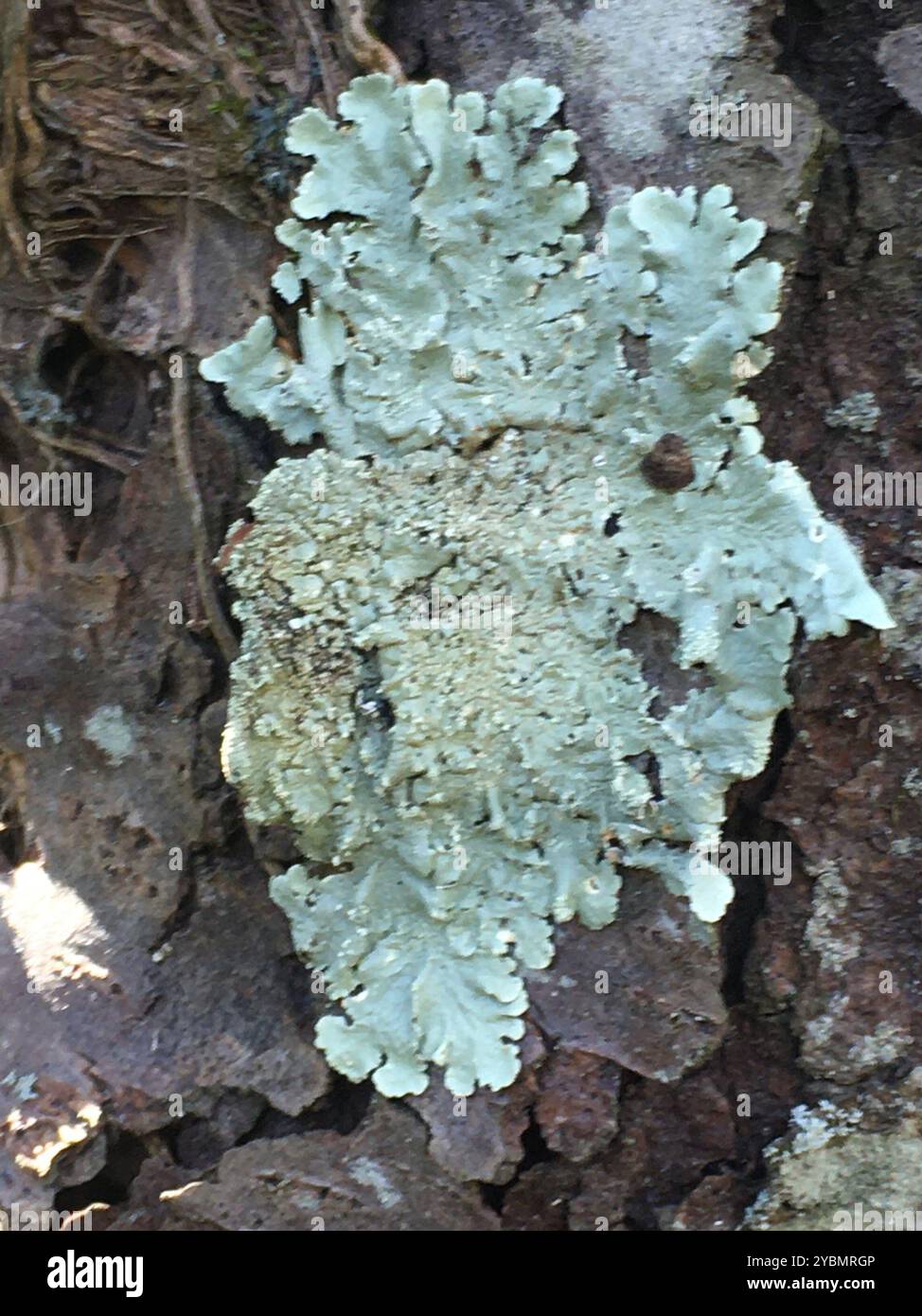 common lichens (Lecanoromycetes) Fungi Stock Photo - Alamy