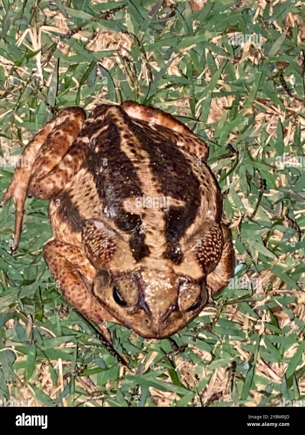 Yellow Cururu Toad (Rhinella icterica) Amphibia Stock Photo - Alamy