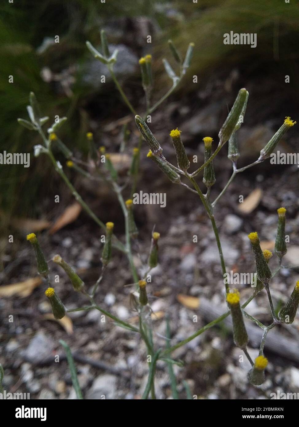 cotton burnweed (Senecio quadridentatus) Plantae Stock Photo - Alamy
