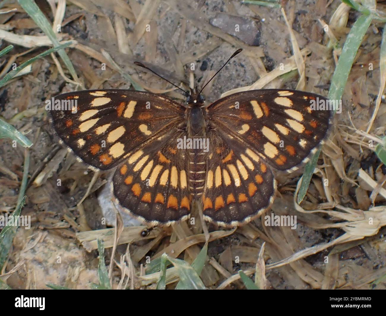Theona Checkerspot (Chlosyne theona) Insecta Stock Photo - Alamy