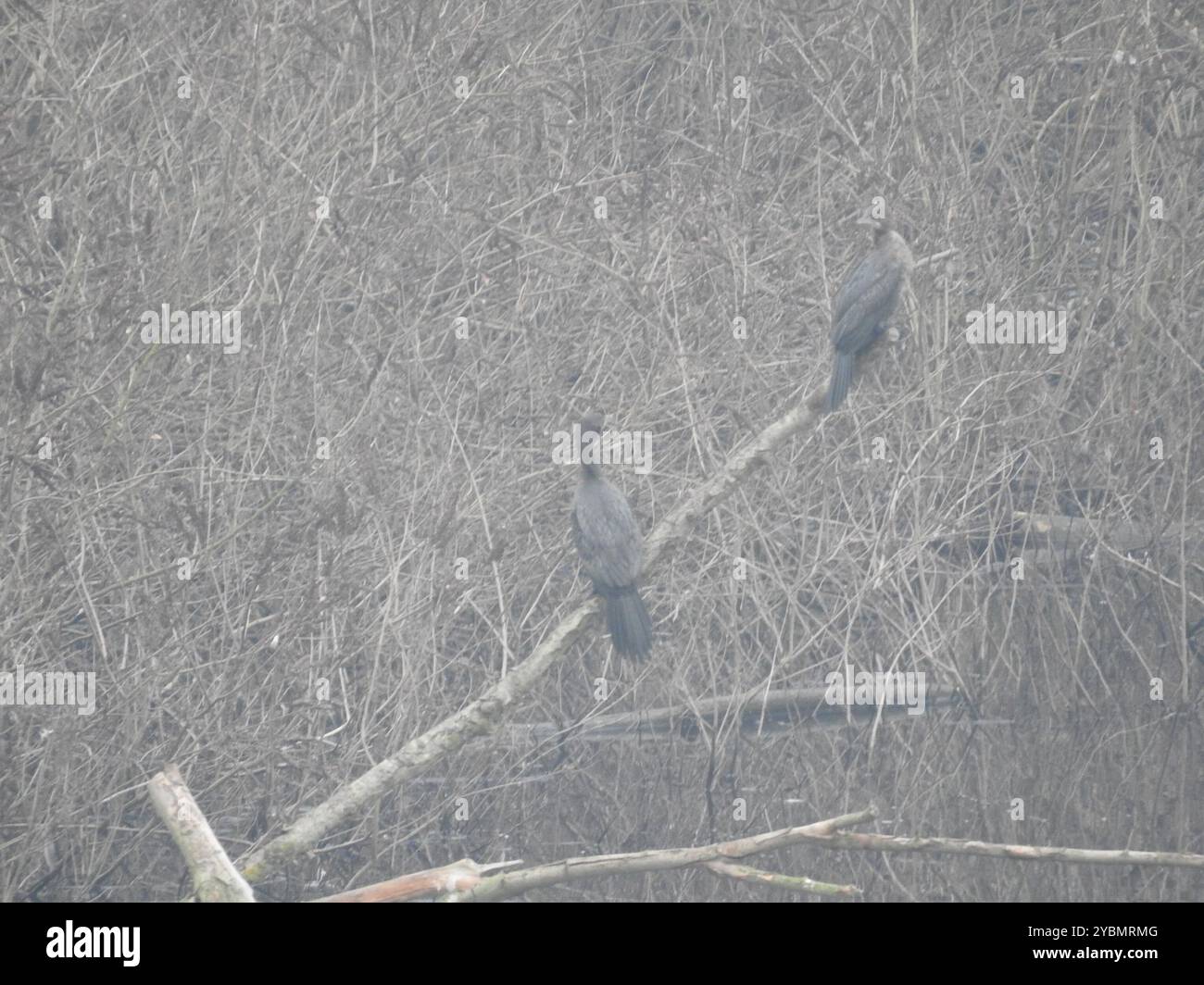 Pygmy Cormorant (Microcarbo pygmaeus) Aves Stock Photo - Alamy