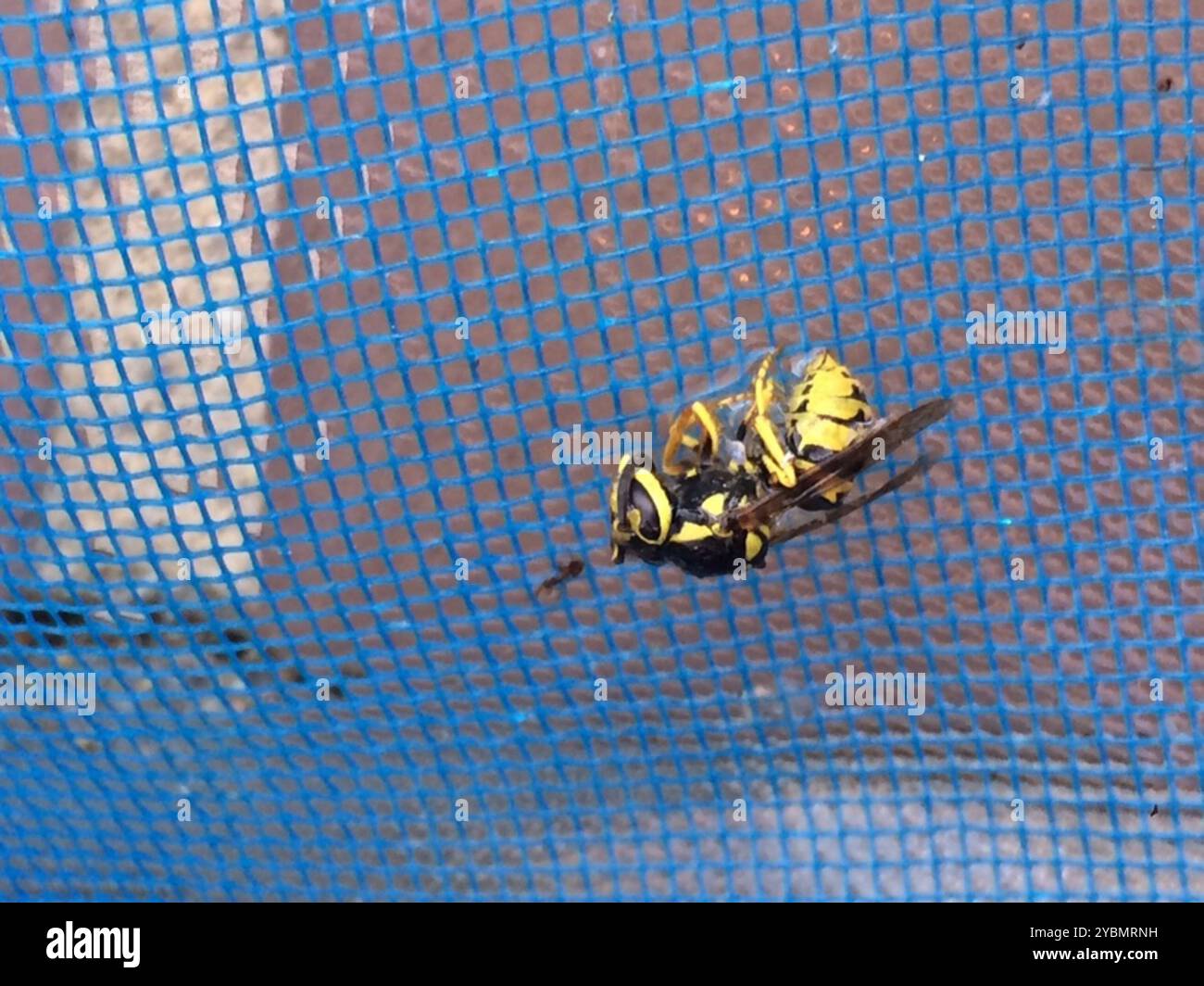 Western Yellowjacket (Vespula pensylvanica) Insecta Stock Photo - Alamy