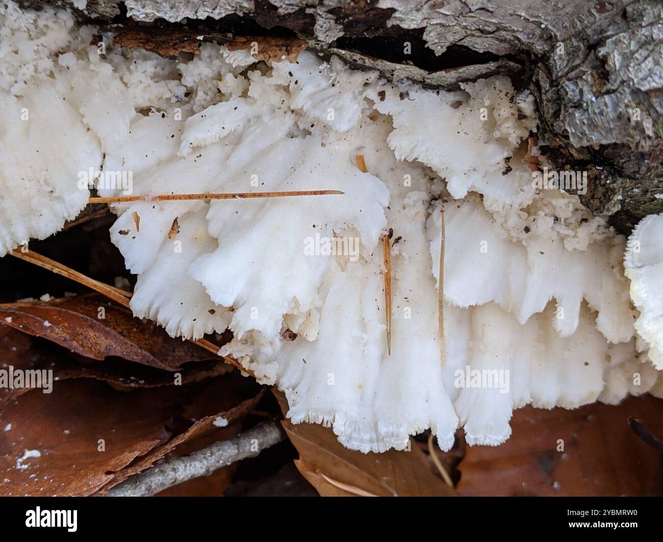 shelf fungi (Polyporales) Fungi Stock Photo - Alamy