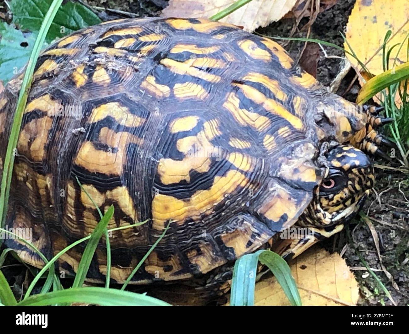 Common Box Turtle (Terrapene carolina) Reptilia Stock Photo - Alamy