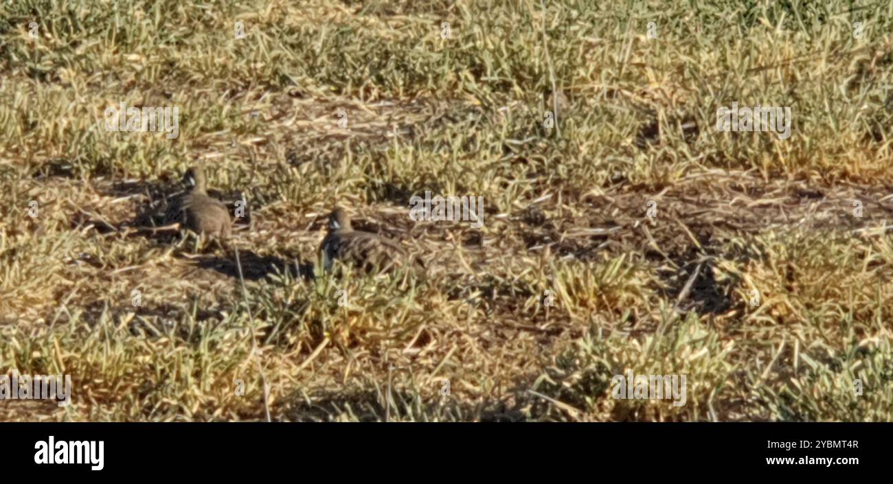 Geophaps scripta scripta hi-res stock photography and images - Alamy