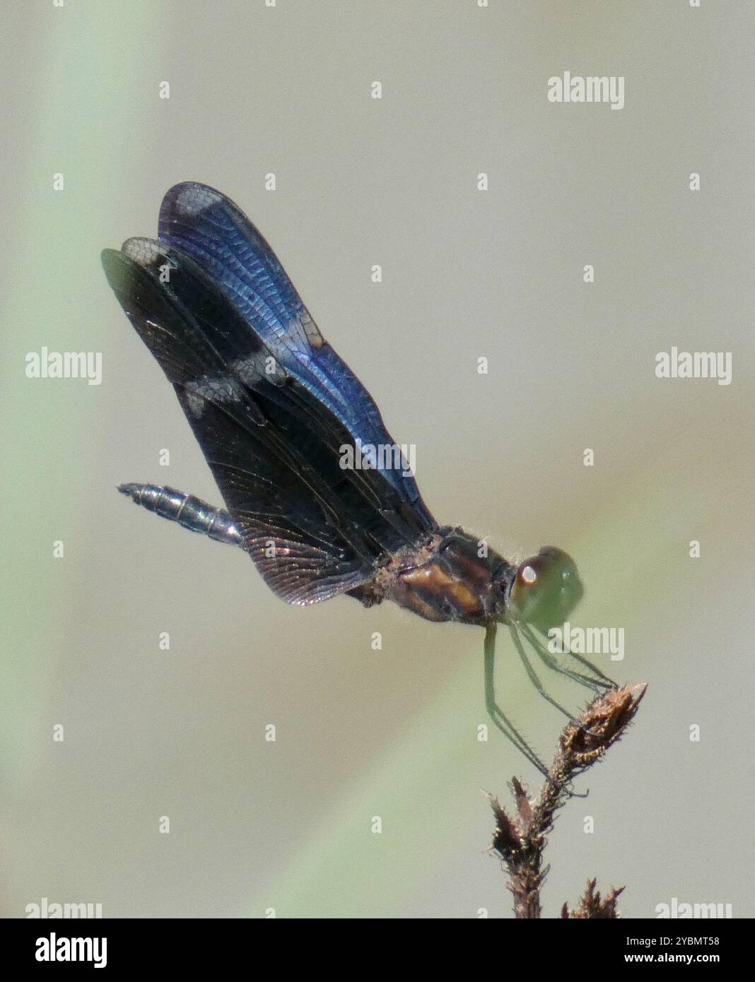 Clearspot Bluewing (Zenithoptera lanei) Insecta Stock Photo - Alamy