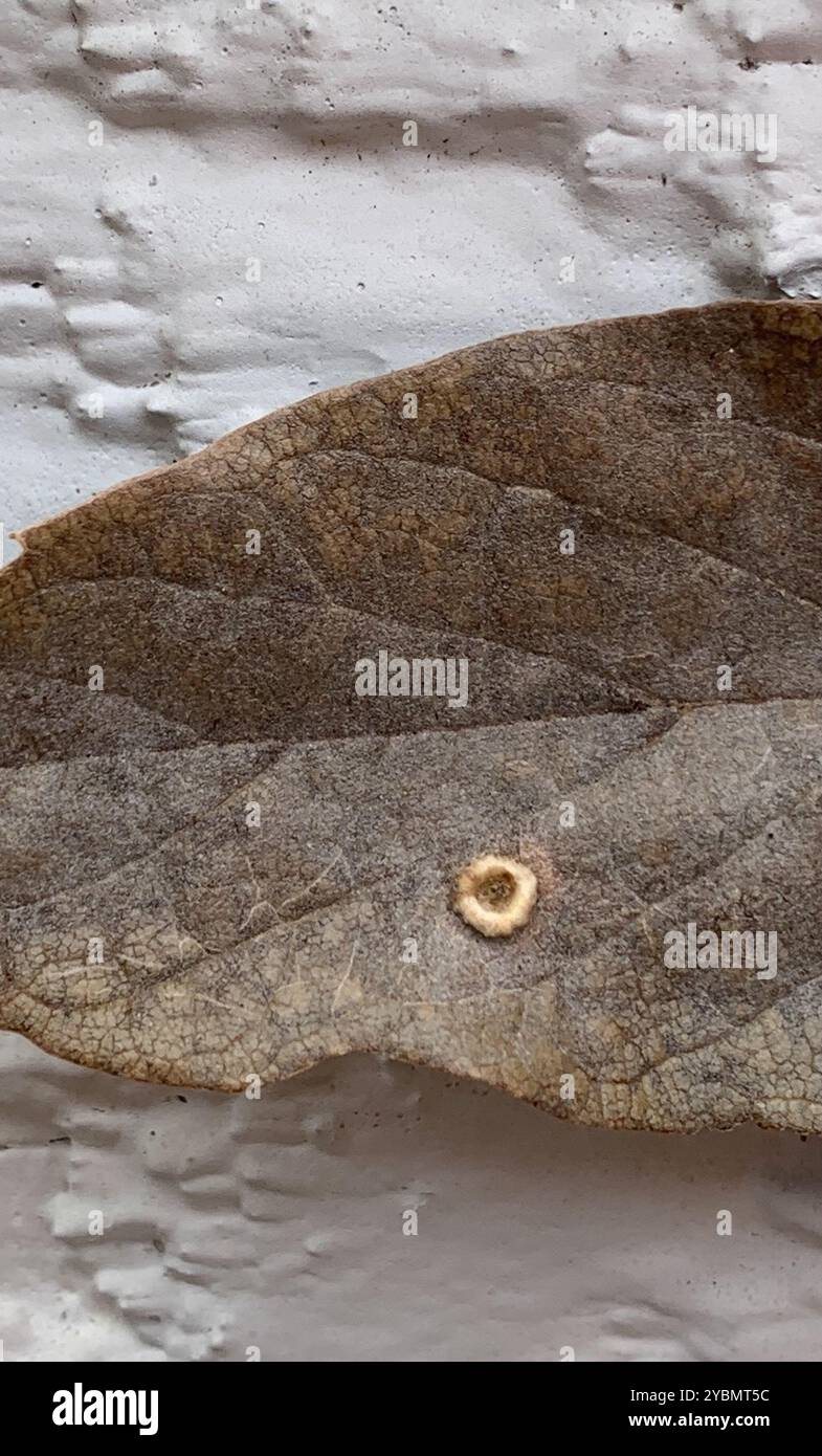 Hackberry Nipplegall Psyllid (Pachypsylla celtidismamma) Insecta Stock ...