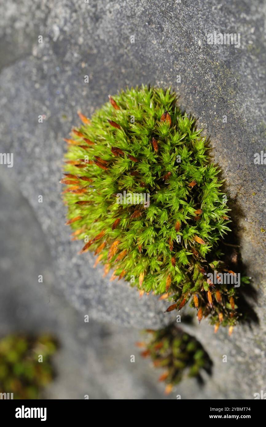 Anomalous Bristle-moss (Orthotrichum anomalum) Plantae Stock Photo - Alamy