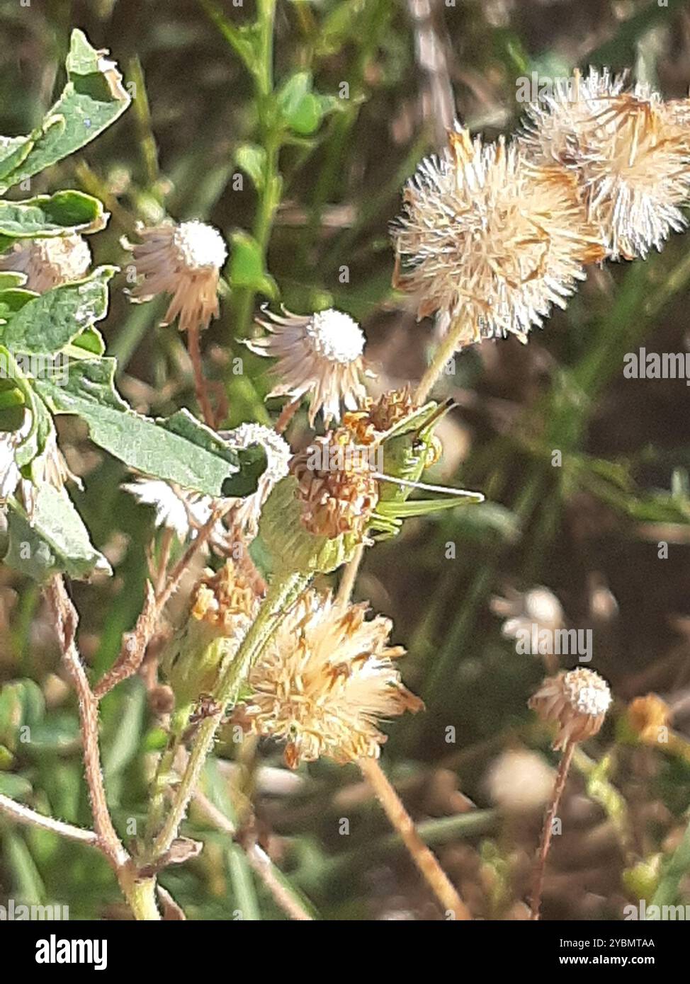 vascular plants (Tracheophyta) Plantae Stock Photo - Alamy