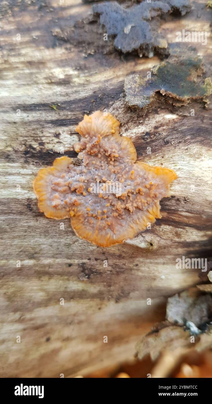 Wrinkled Crust (Phlebia radiata) Fungi Stock Photo - Alamy