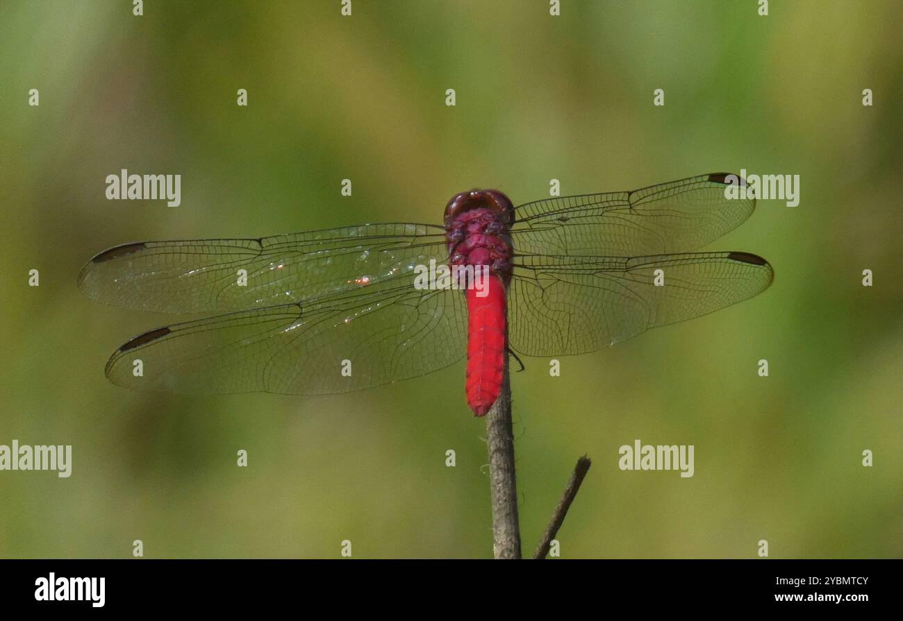 Red-tailed Skimmer (Orthemis schmidti) Insecta Stock Photo - Alamy