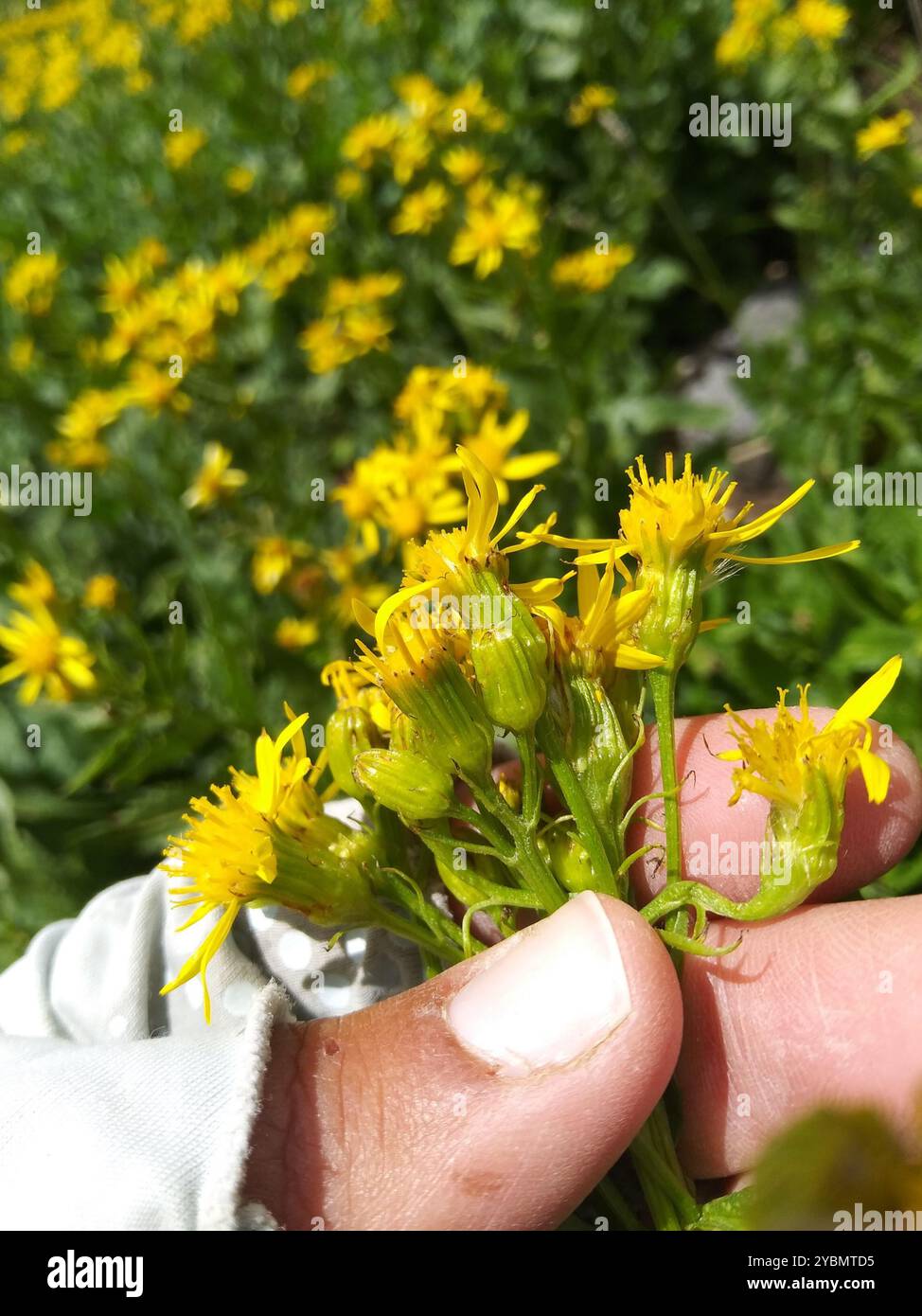 Arrowleaf Senecio (Senecio triangularis) Plantae Stock Photo - Alamy