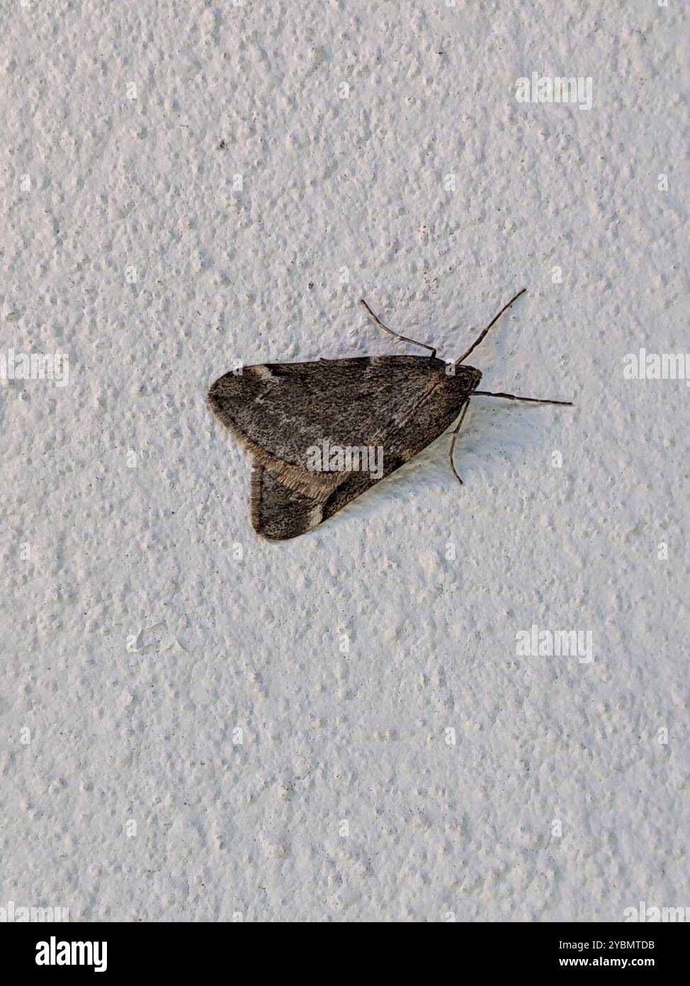 Fall Cankerworm Moth (Alsophila pometaria) Insecta Stock Photo - Alamy