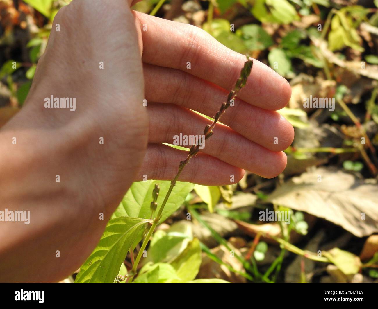 Running Strawberry-bush (Euonymus obovatus) Plantae Stock Photo - Alamy