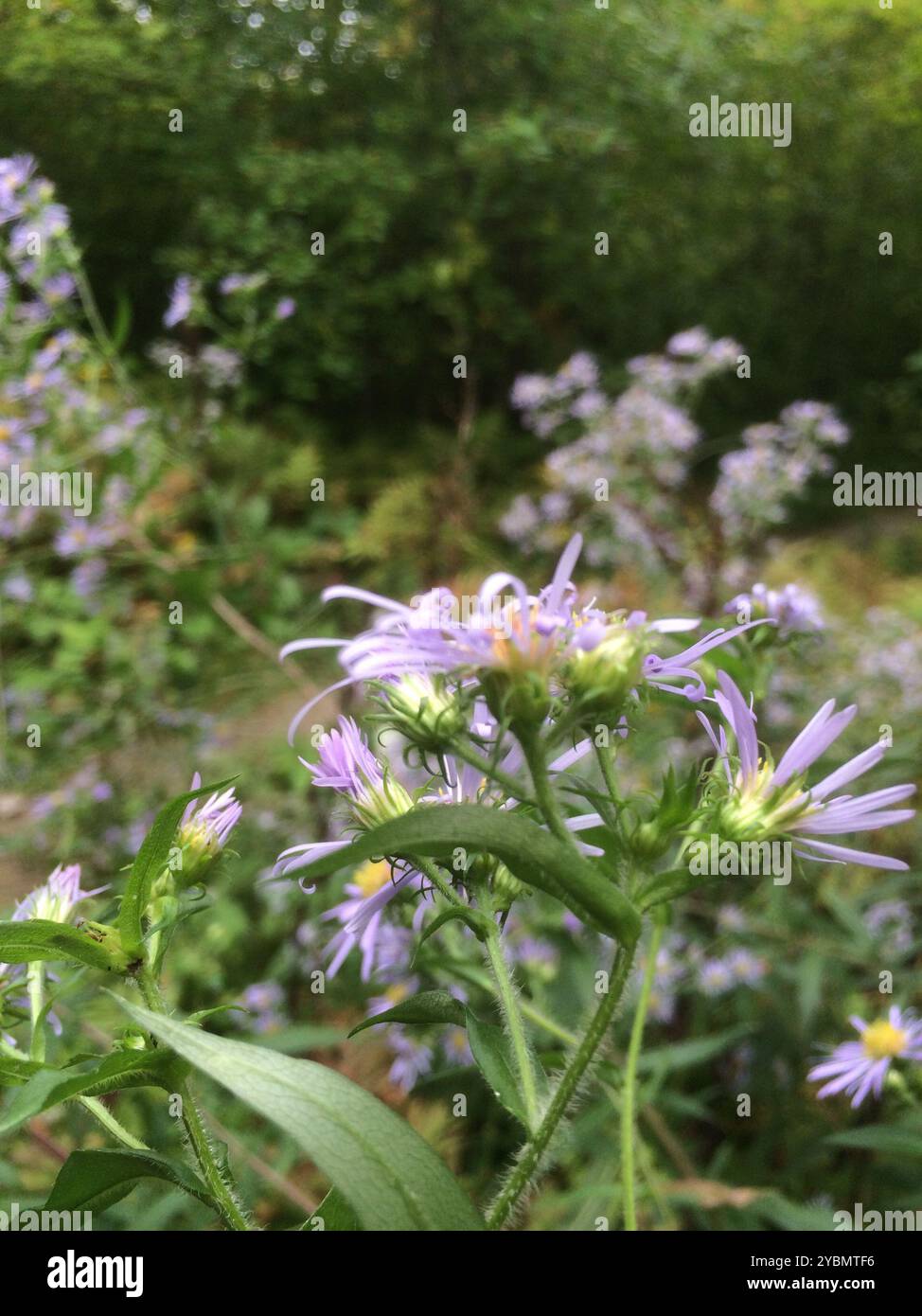swamp aster (Symphyotrichum puniceum) Plantae Stock Photo - Alamy