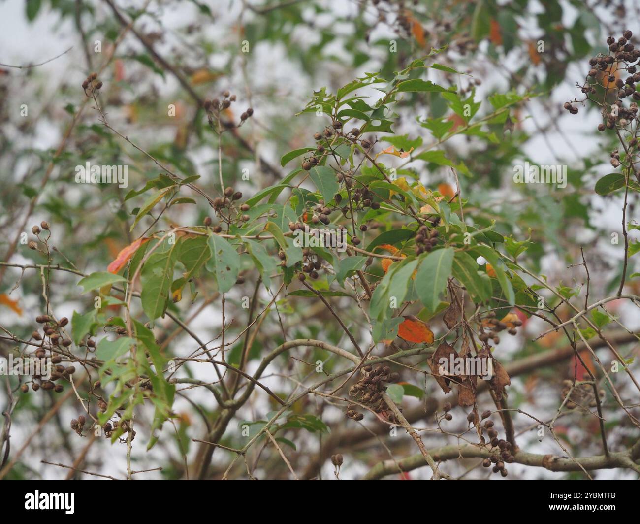 Subcostate Crape Myrtle (Lagerstroemia subcostata) Plantae Stock Photo ...