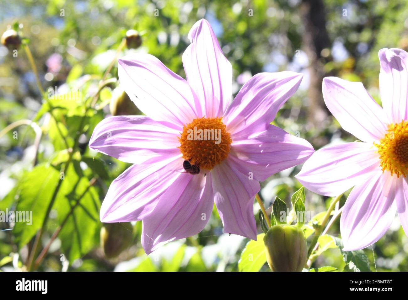 Tree Dahlia (Dahlia imperialis) Plantae Stock Photo - Alamy