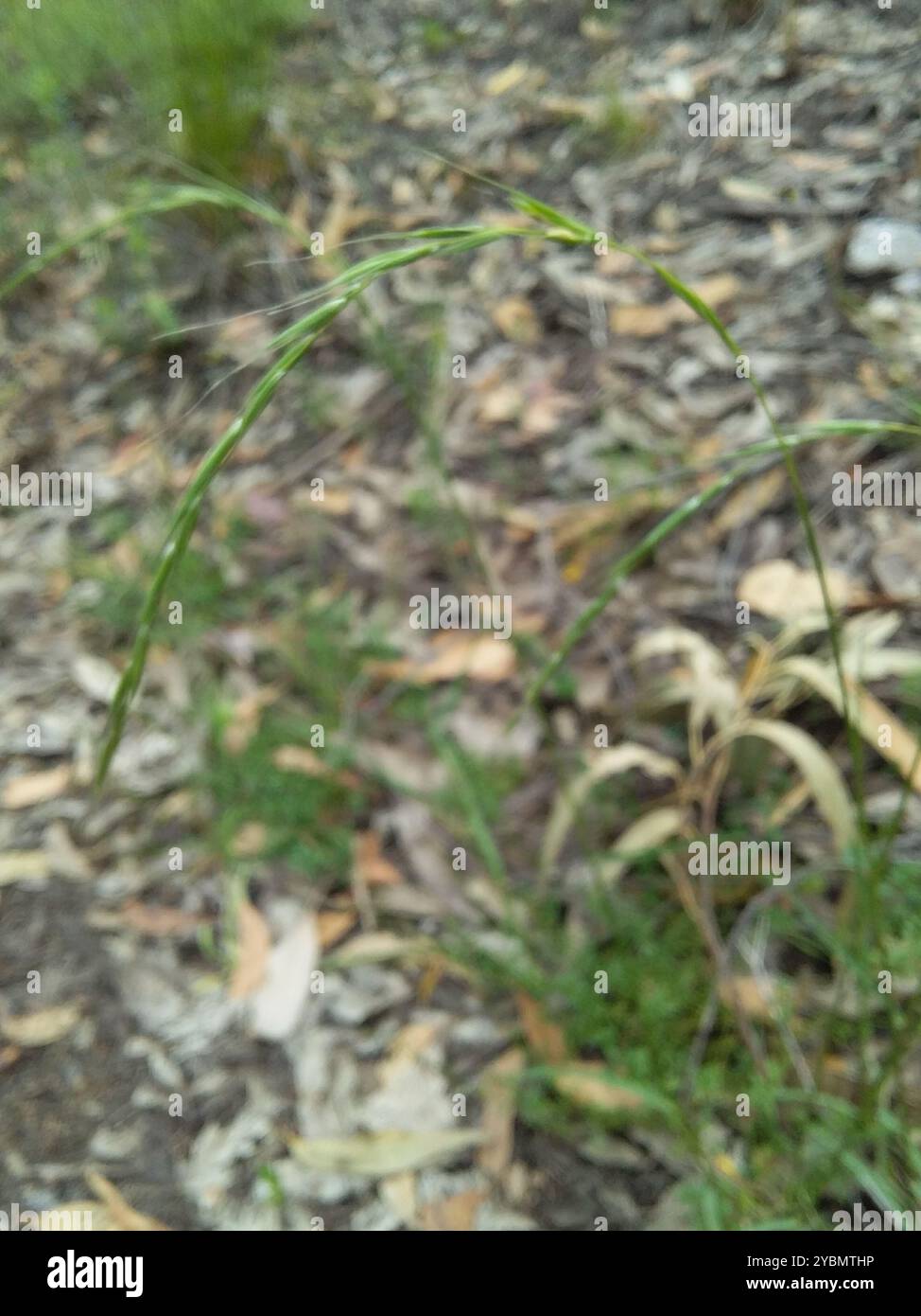 (Microlaena stipoides stipoides) Plantae Stock Photo - Alamy