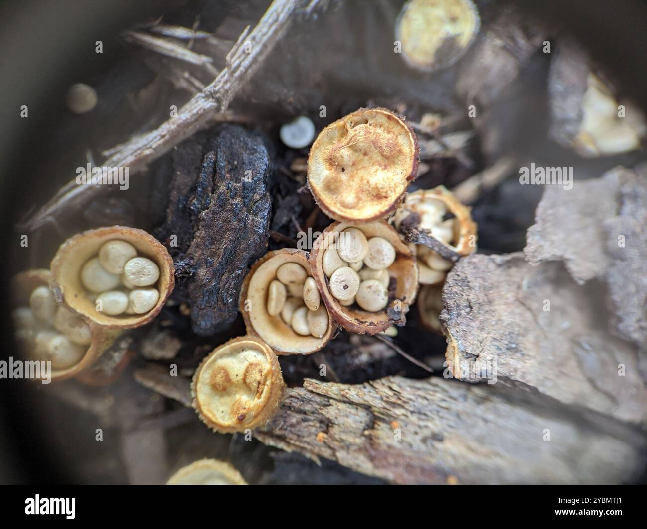 common bird's nest fungus (Crucibulum laeve) Fungi Stock Photo - Alamy
