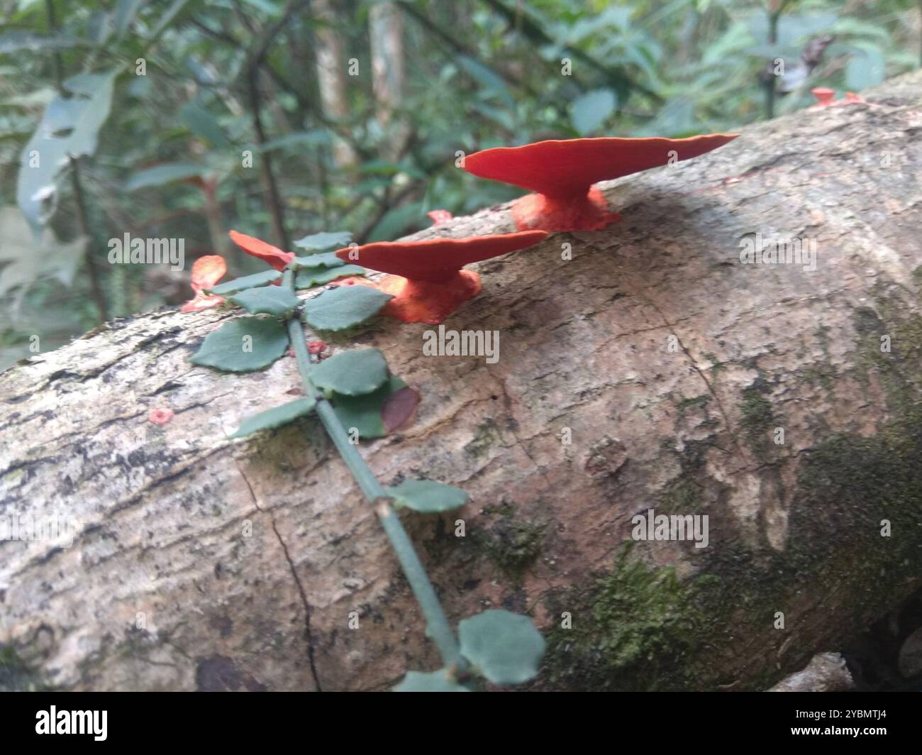 Northern Cinnabar Polypore (Trametes cinnabarina) Fungi Stock Photo - Alamy