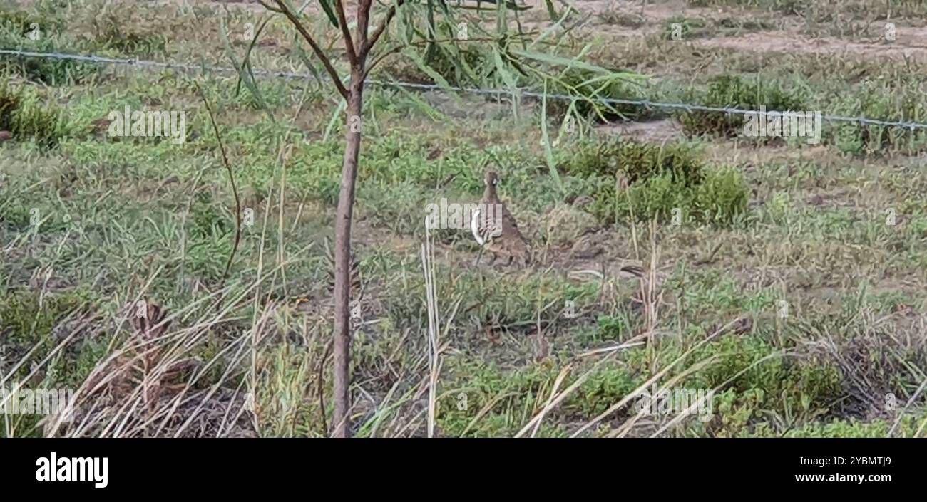 Squatter Pigeon (Geophaps scripta) Aves Stock Photo - Alamy