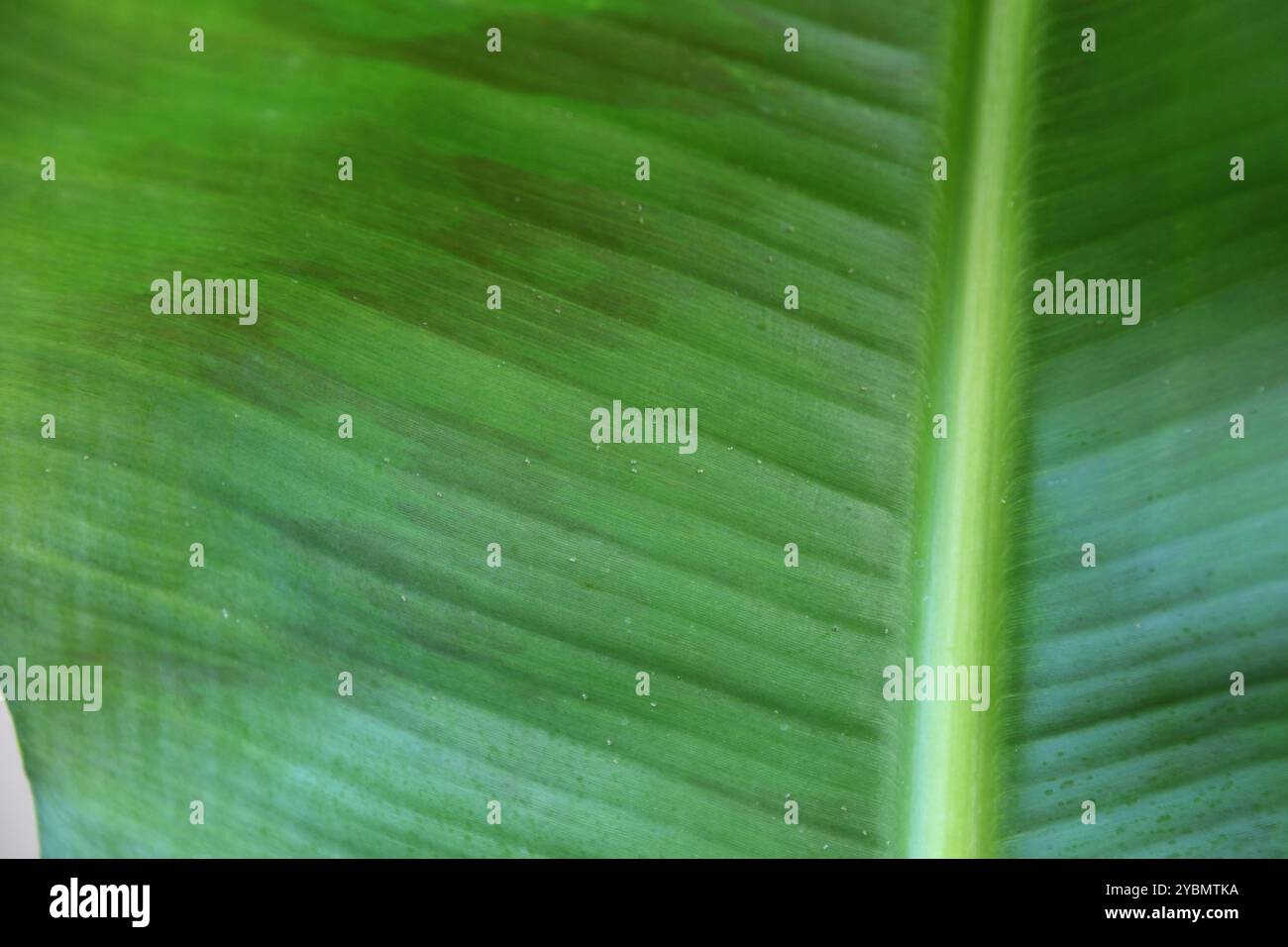 Spidermites, a common houseplant pest, on a green banana plant leaf ...