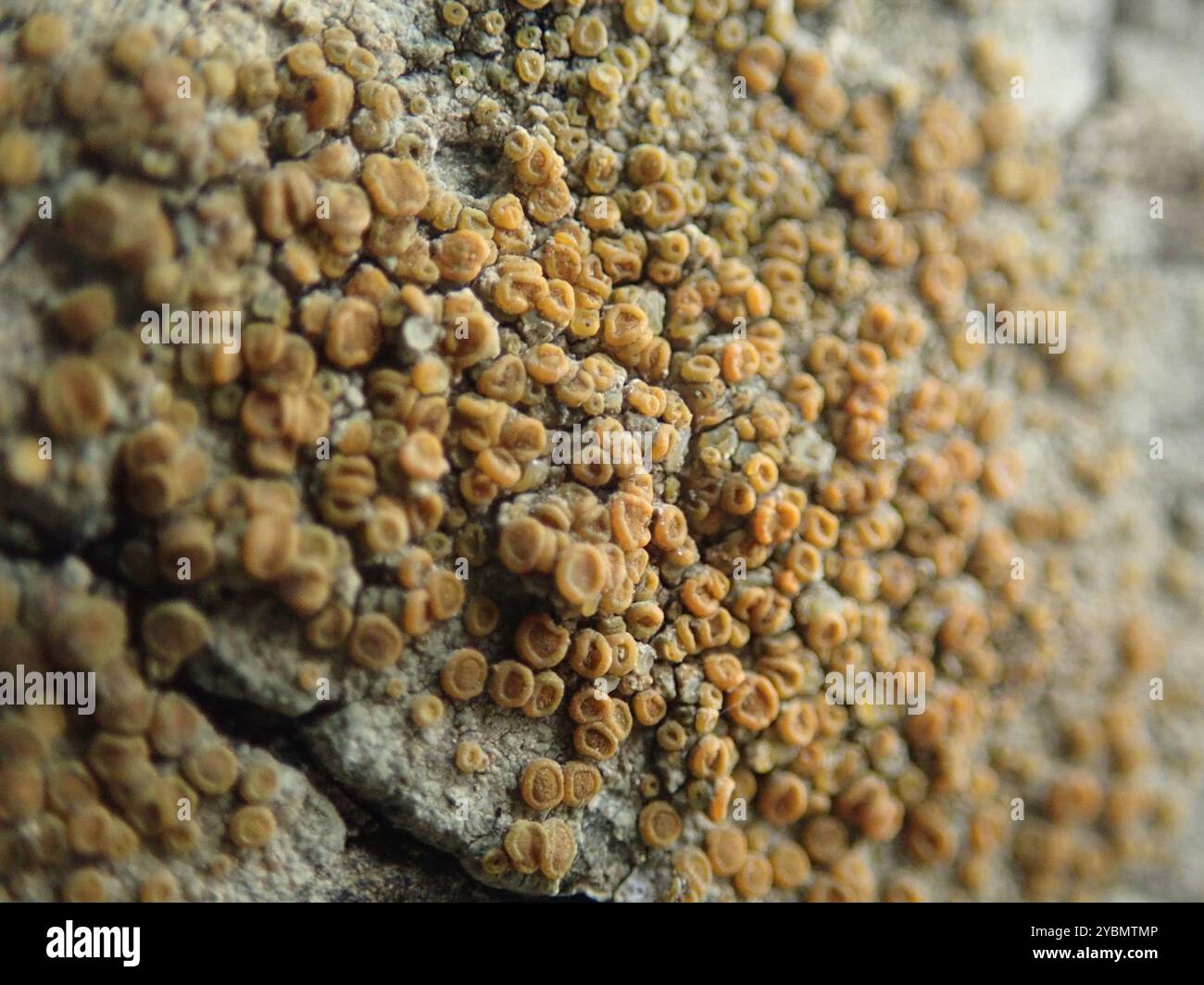 Red Firedot Lichen (Polycauliona luteominia) Fungi Stock Photo - Alamy